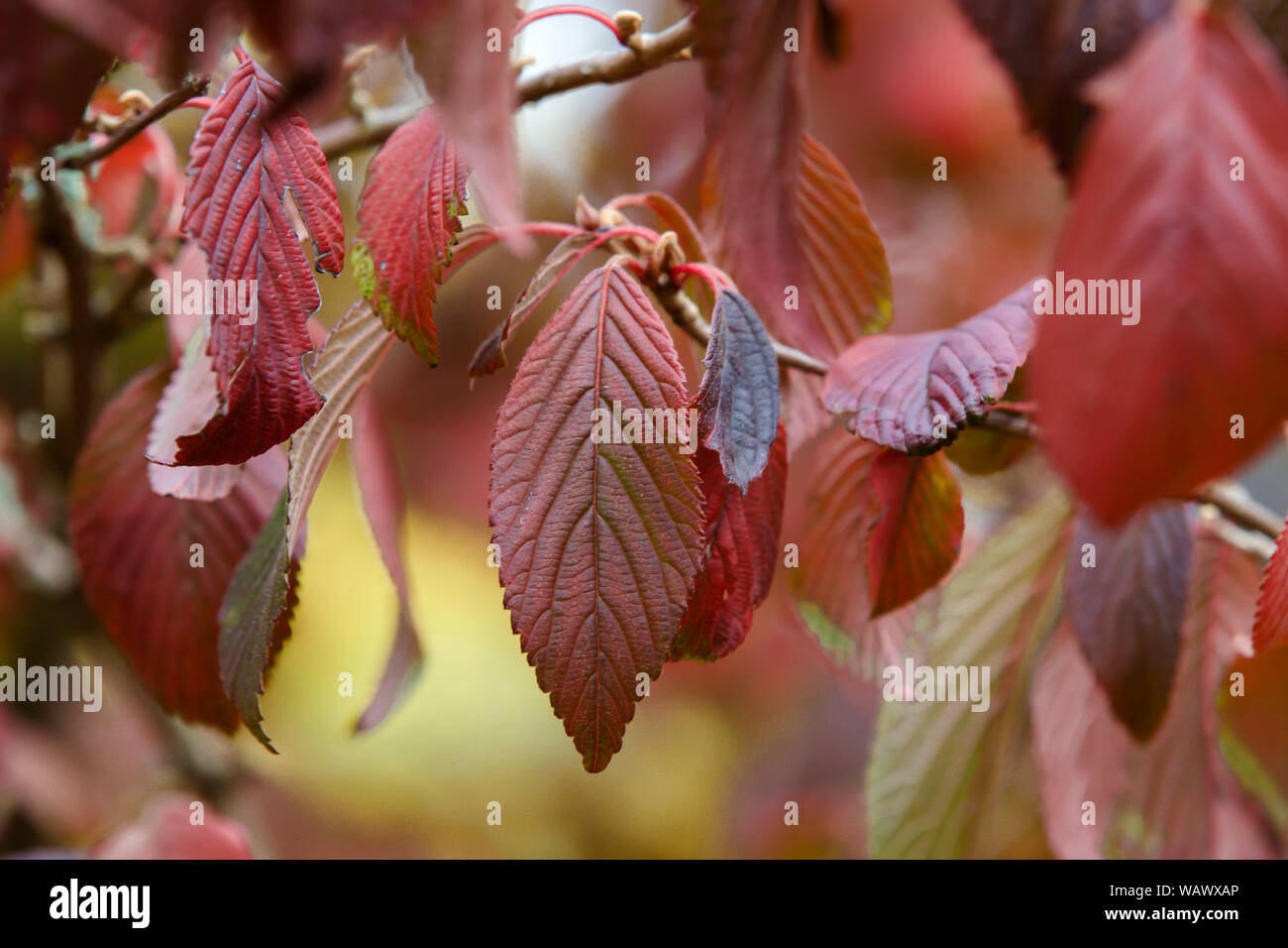 Autumn in Germany Stock Photo - Alamy