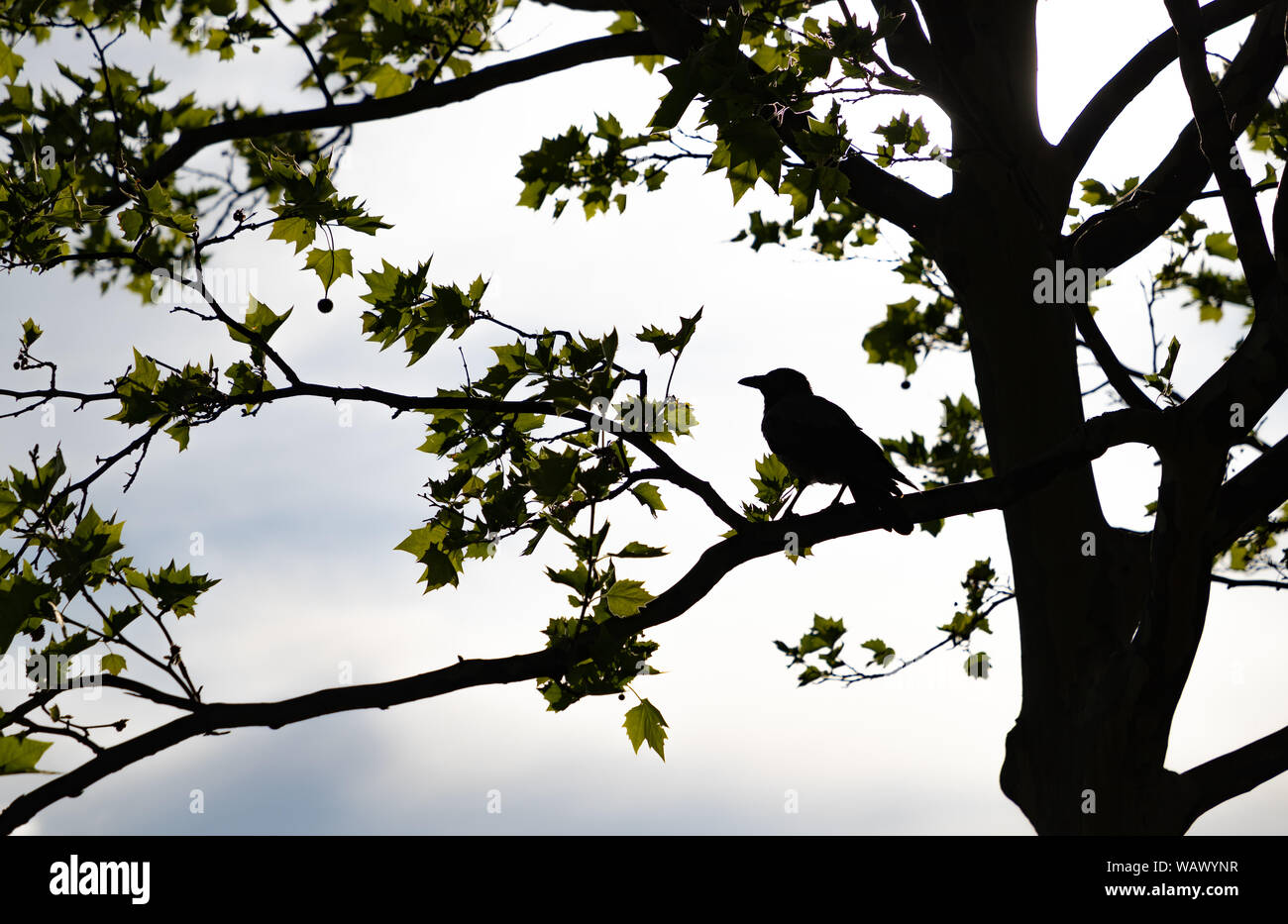 A silhouette picture of a raven perched on a tree next to Vienna's ...