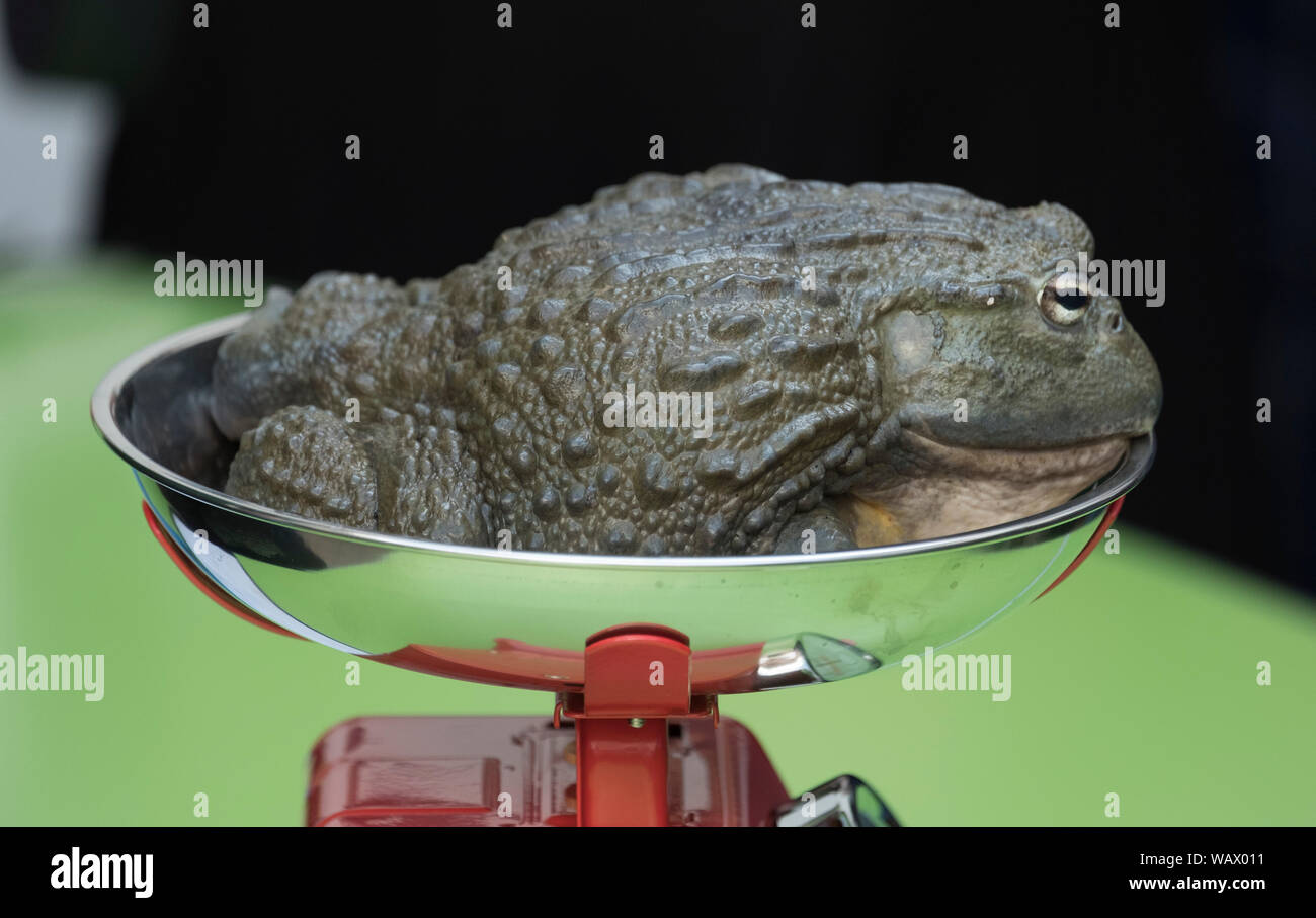 Jabba The Hutt Eating Frogs