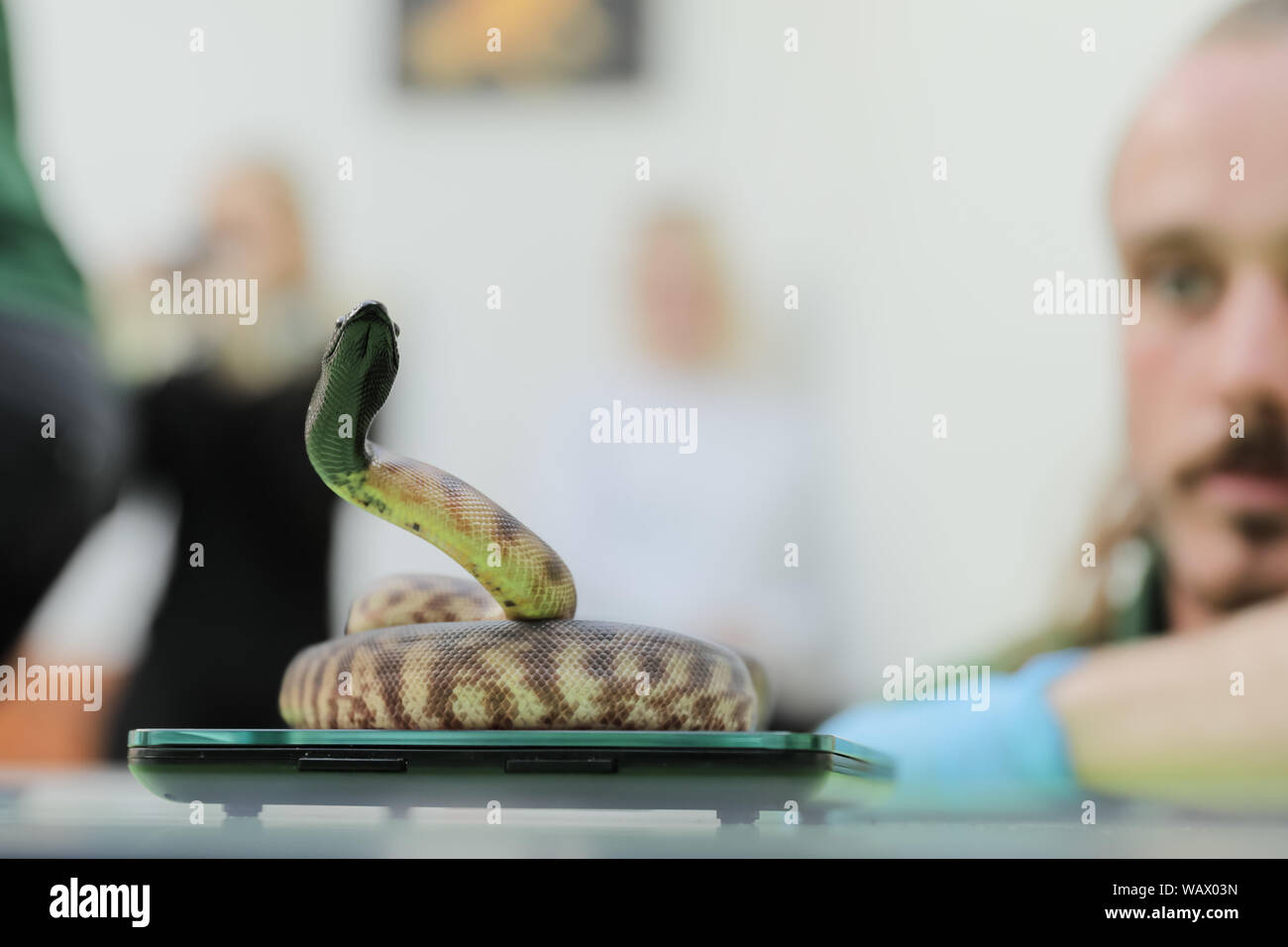 London, UK. 22nd Aug, 2019. ZSL London Zoo’s keepers record the heights ...