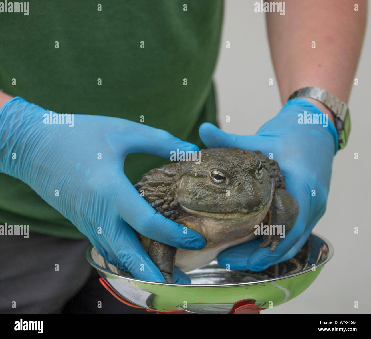 ZSL, London, UK. 22nd August 2019. Reptiles, including Jabba the 900g ...