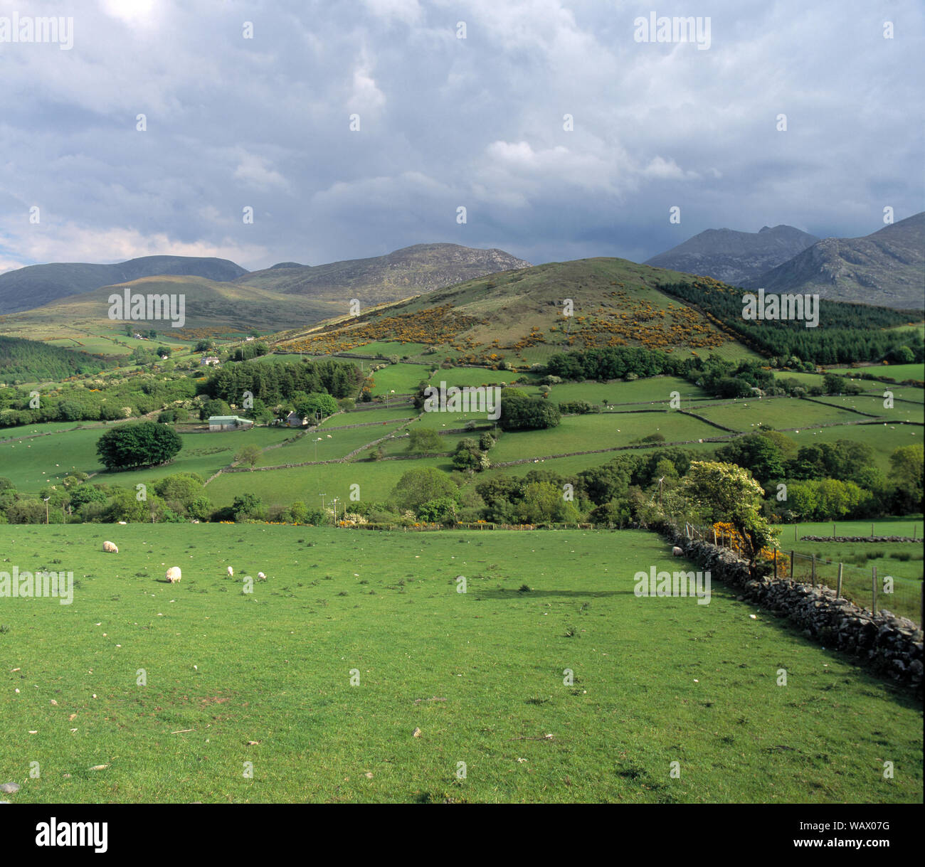 irelands rural countryside farming, dingle peninsula, county kerry ...