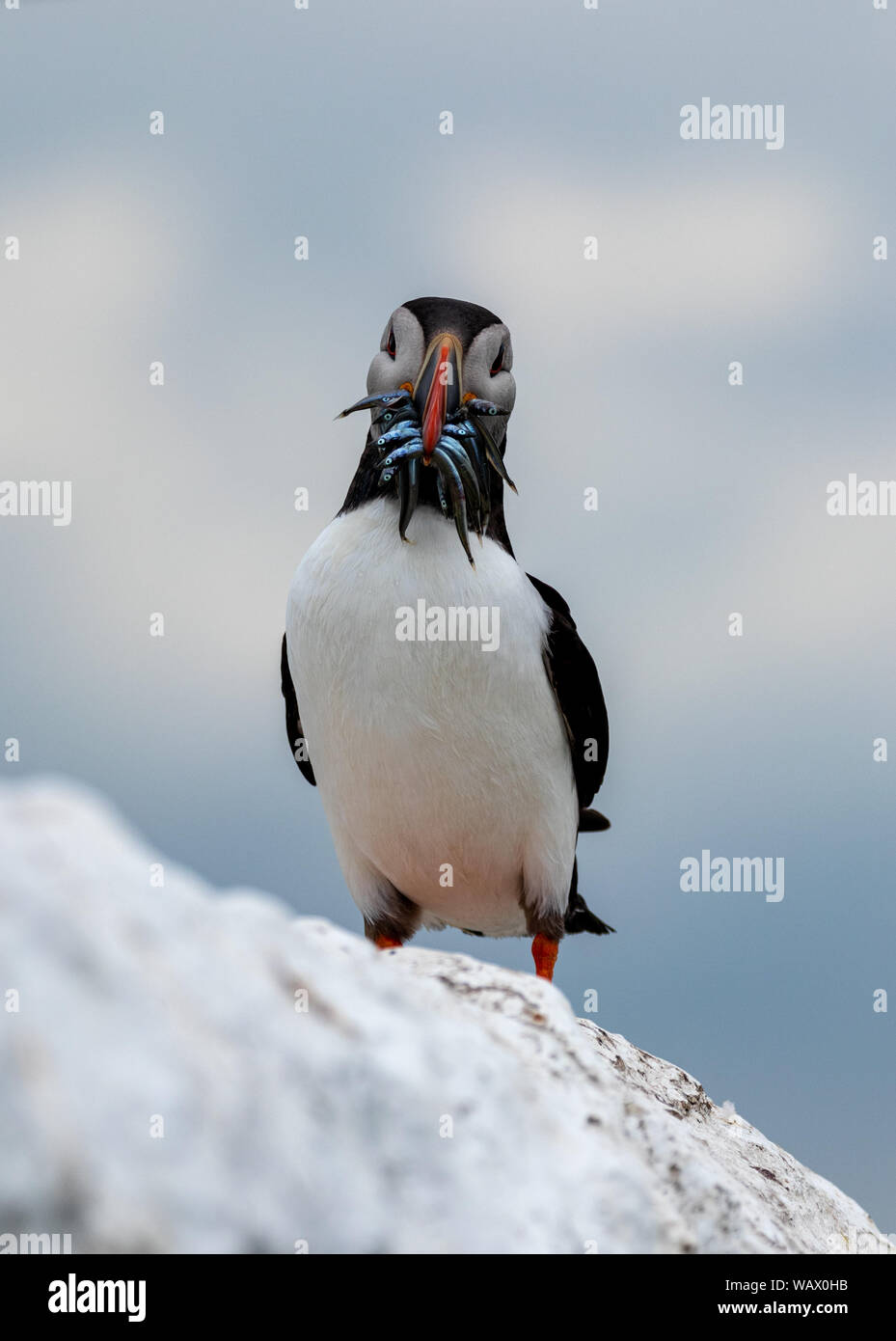 Atlantic puffin winter hi-res stock photography and images - Alamy
