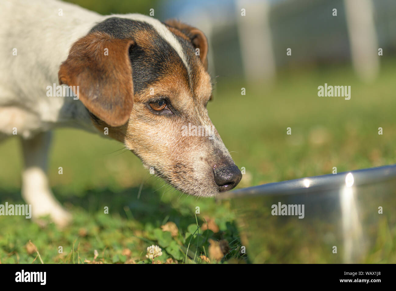 Jack russell terrier drinking water hi-res stock photography and images ...