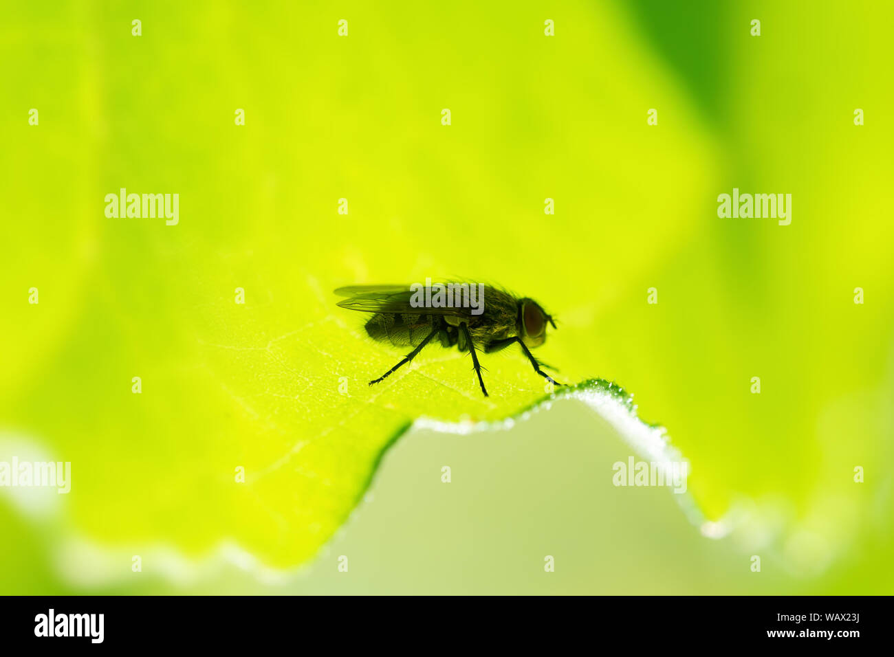 Hairy back legs hi-res stock photography and images - Alamy