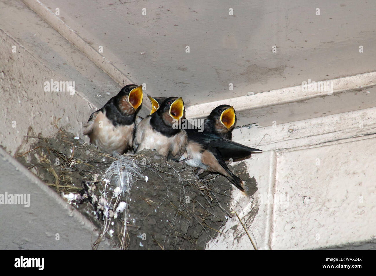 Swallows feldglings hi-res stock photography and images - Alamy