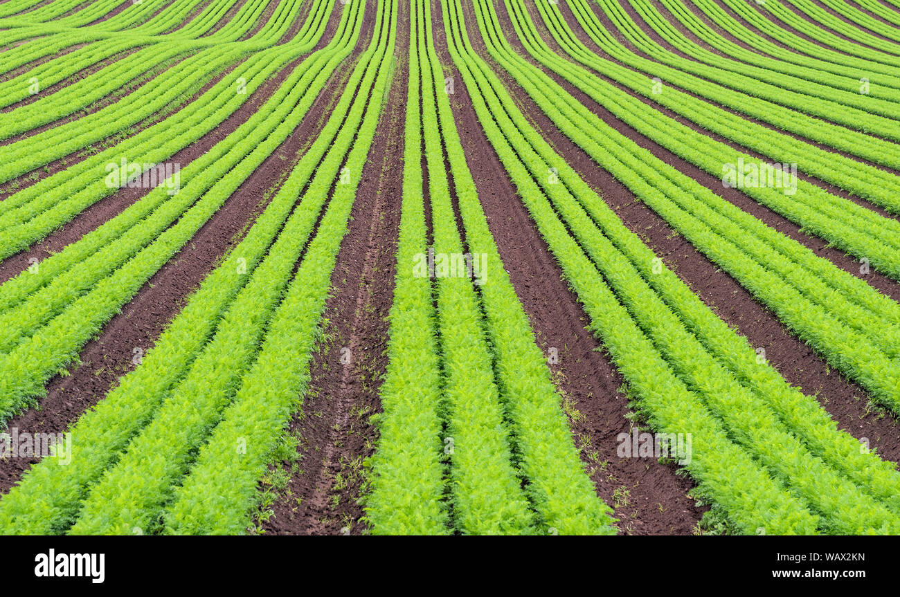 Growing in straight lines Stock Photo - Alamy