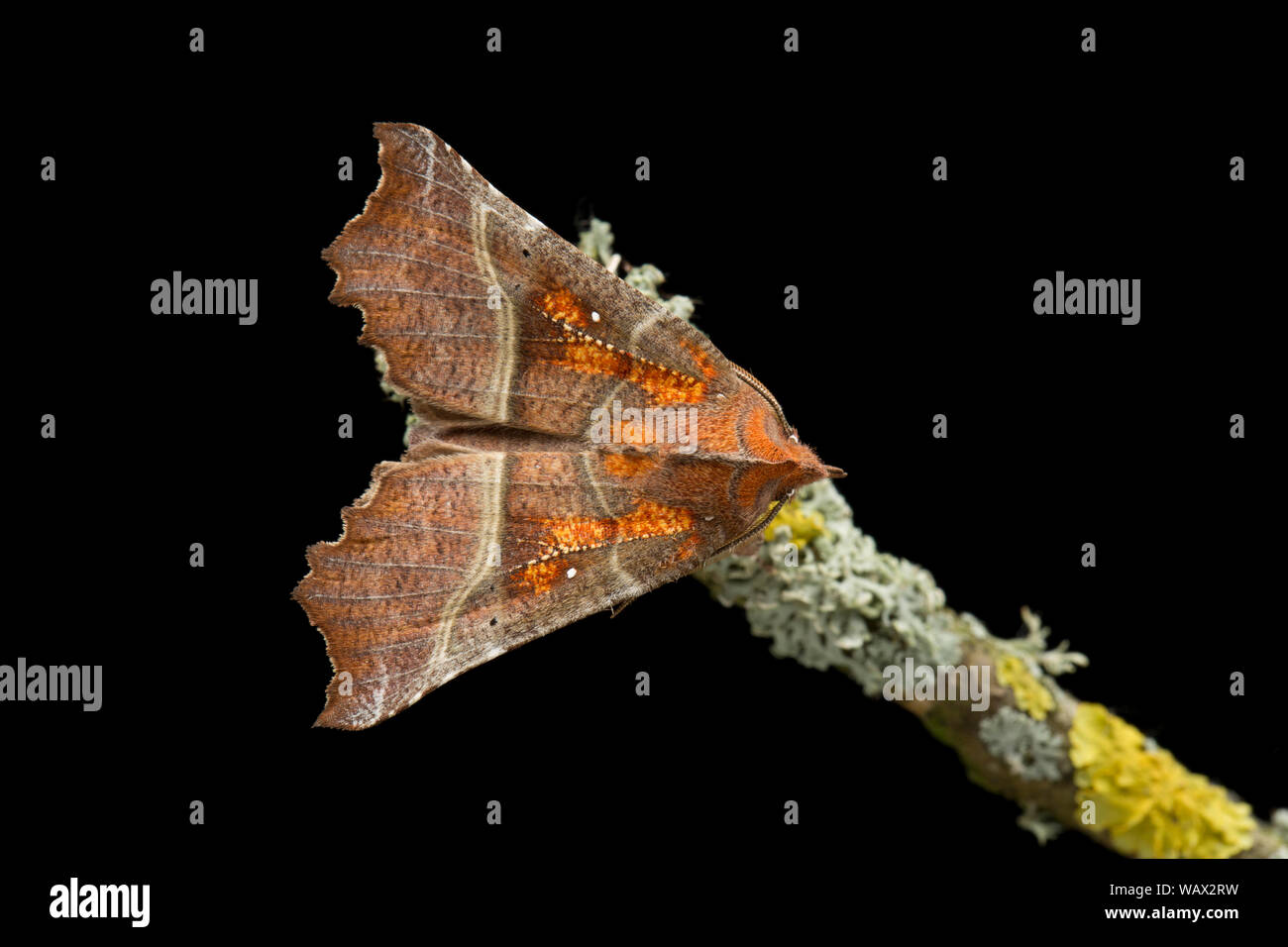 An example of a Herald moth, Scoliopteryx libatrix, photographed in a ...