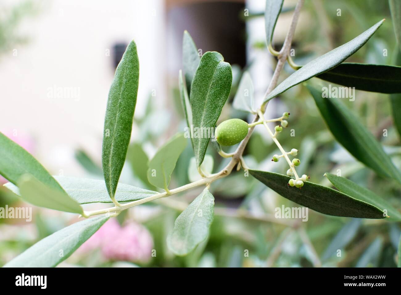 Close up of an green olive plant in the garden Stock Photo - Alamy