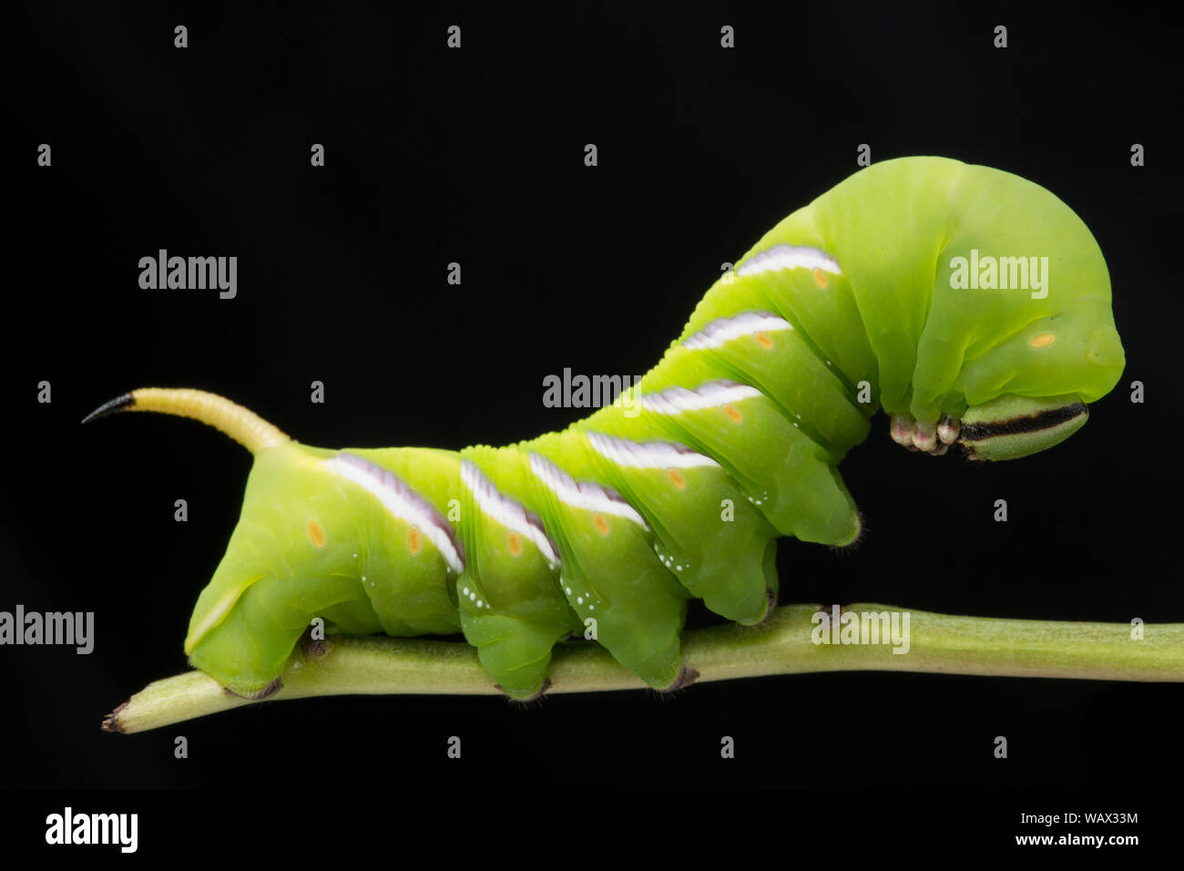 A Privet hawk-moth caterpillar, Sphinx ligustri, photographed against a ...