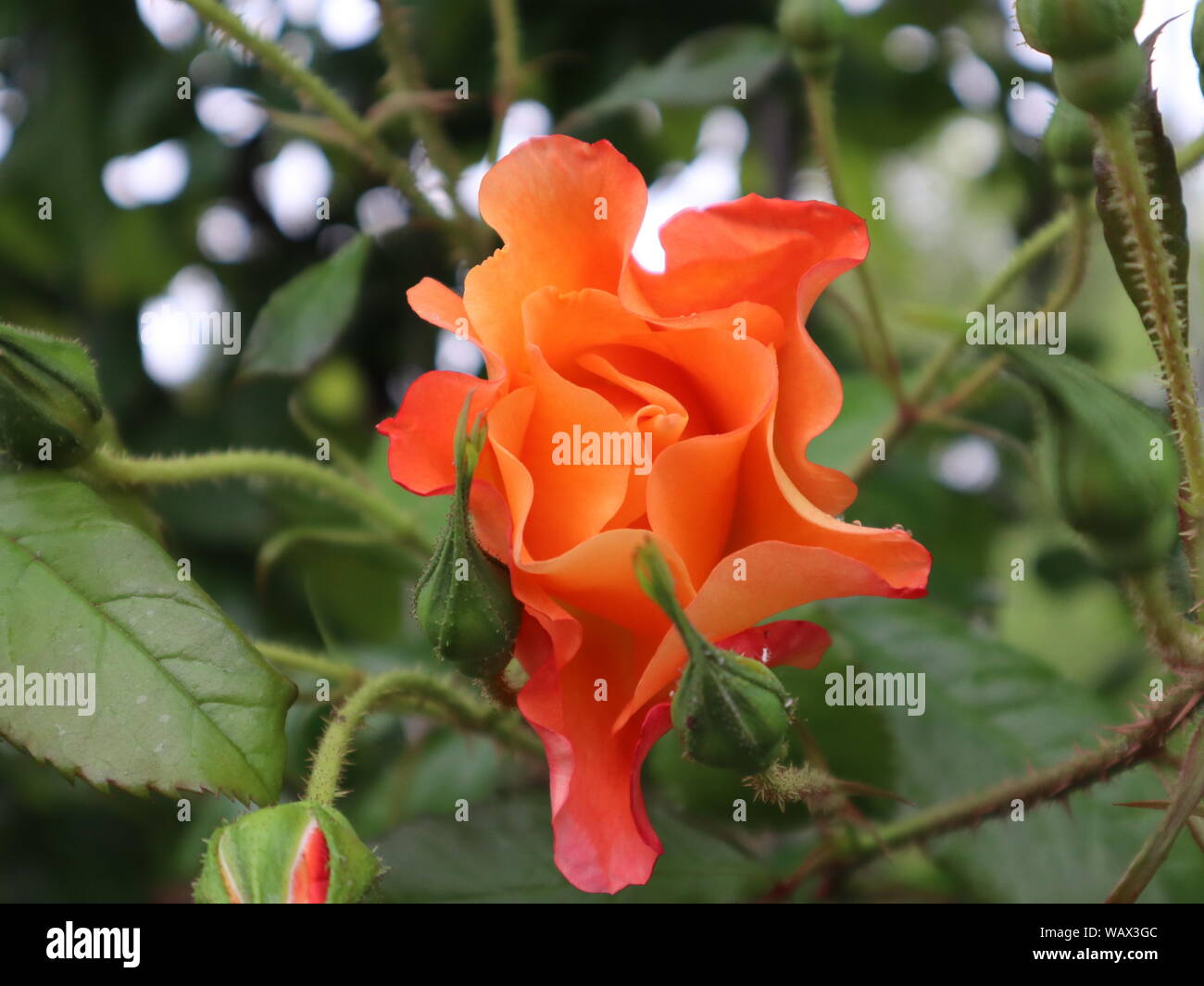 Standard rose bush hi-res stock photography and images - Alamy