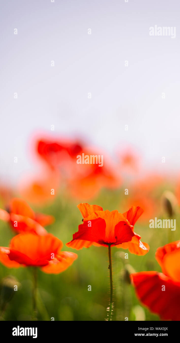 Wild red poppy flowers background Stock Photo - Alamy