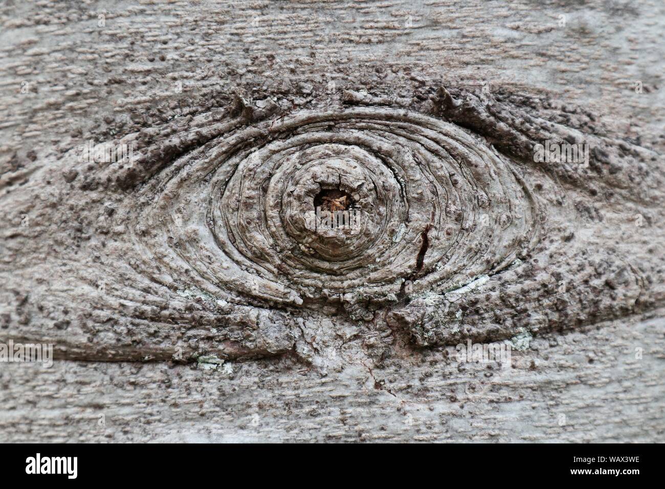 Trees with eyes hi-res stock photography and images - Alamy