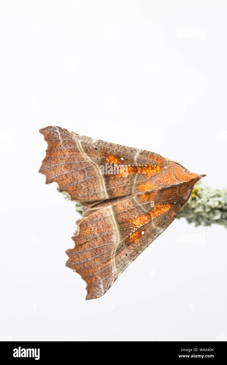 Herald moth dorset hi-res stock photography and images - Alamy