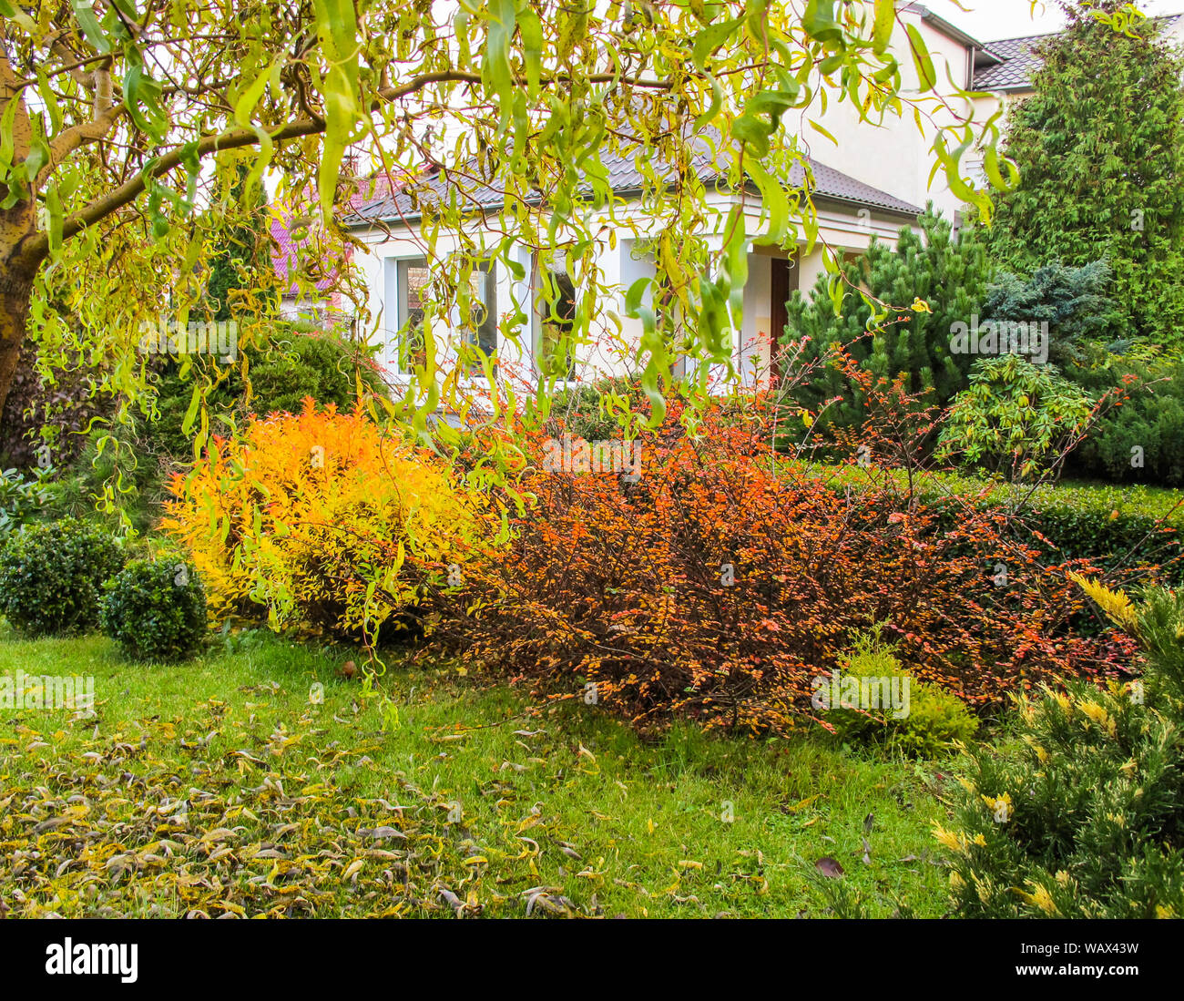 Beautiful autumn garden with falling leaves on a background of the ...