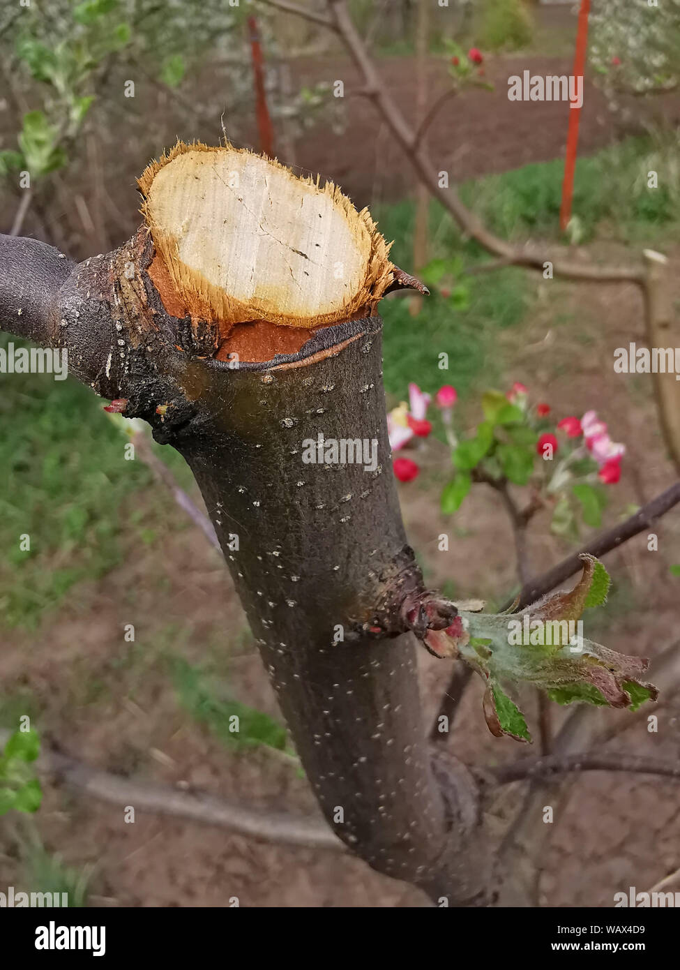 Pruned apple tree hi-res stock photography and images - Alamy