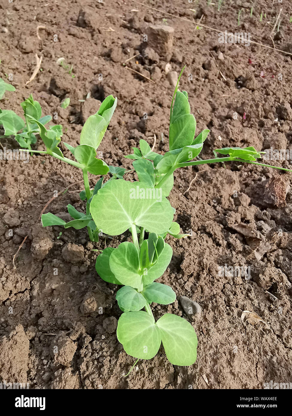 Rising salad hi-res stock photography and images - Alamy