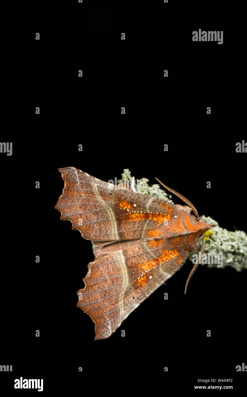 An example of a Herald moth, Scoliopteryx libatrix, photographed in a ...