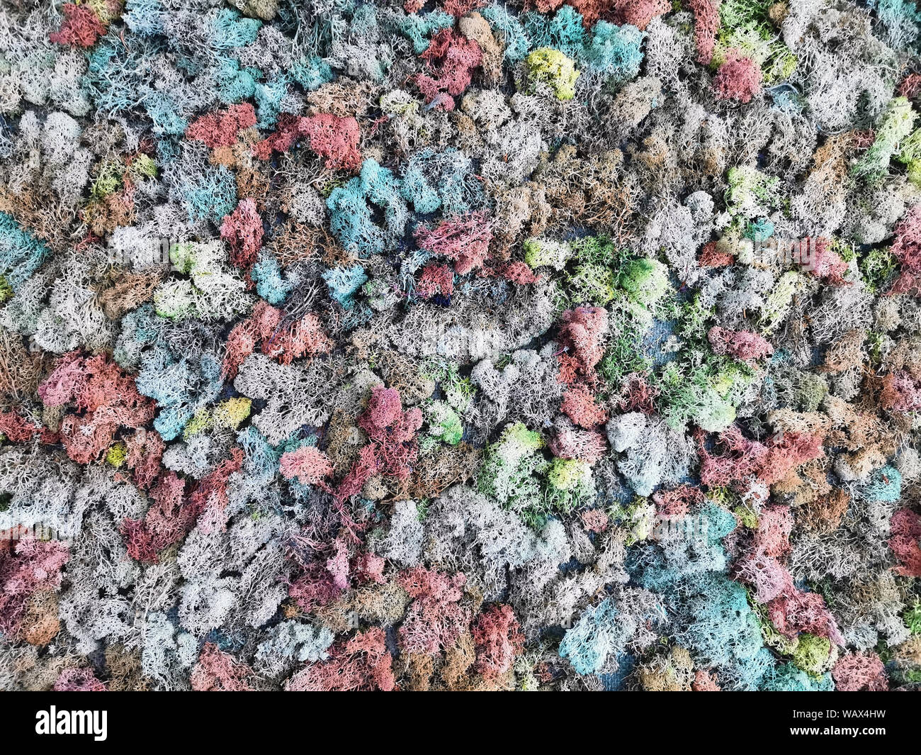 Natural moss colored as background texture, close image Stock Photo - Alamy