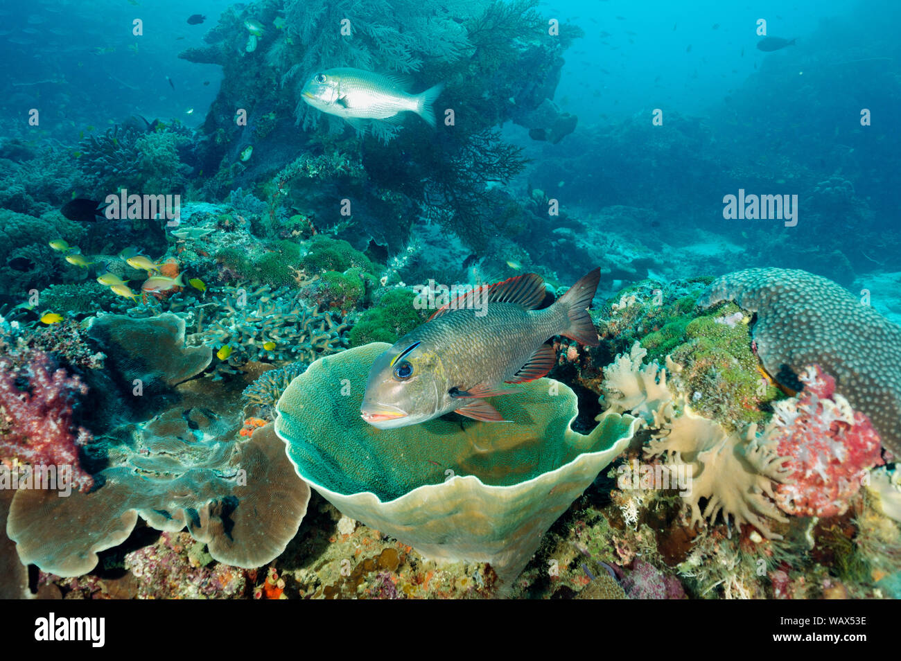 Humpnose bigeye bream, Monotaxis grandoculis, in a cleaning station ...