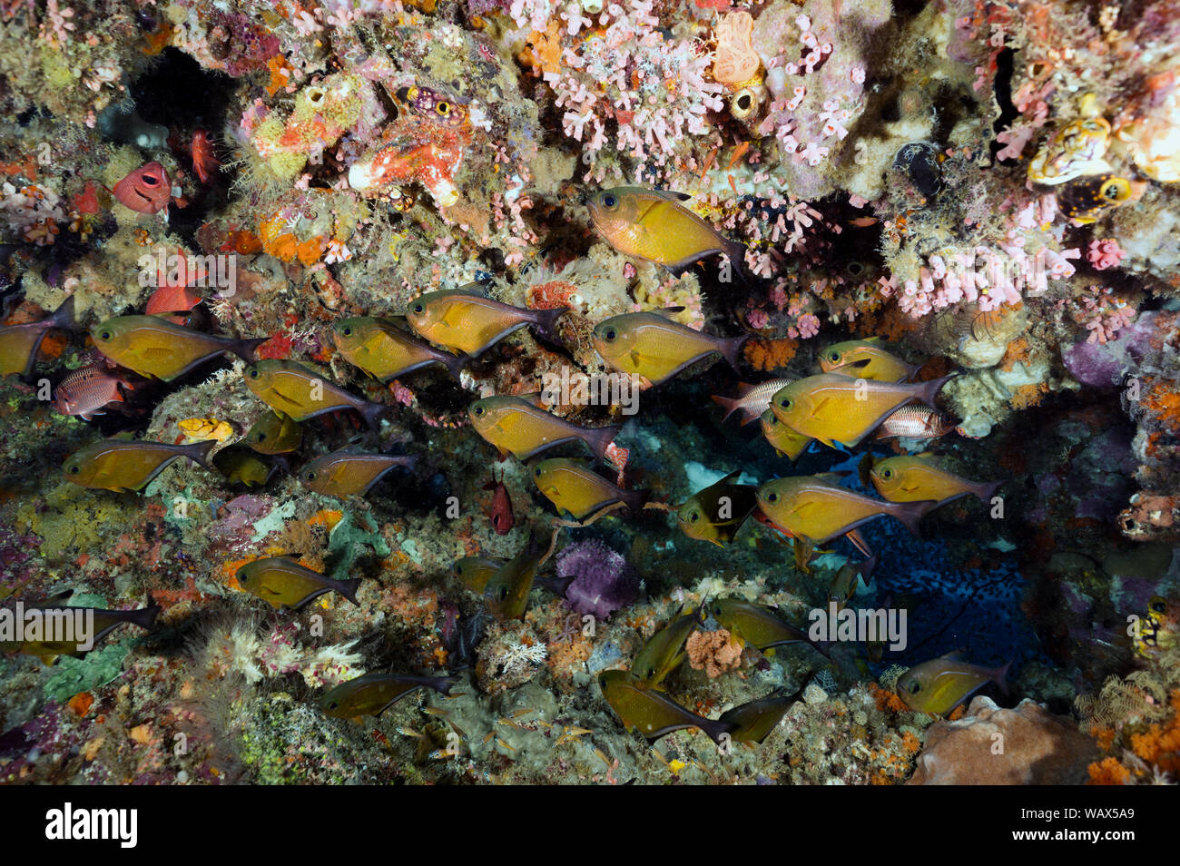 Vanikoro sweepers, Pempheris vanicolensis, Raja Ampat Indonesia Stock ...