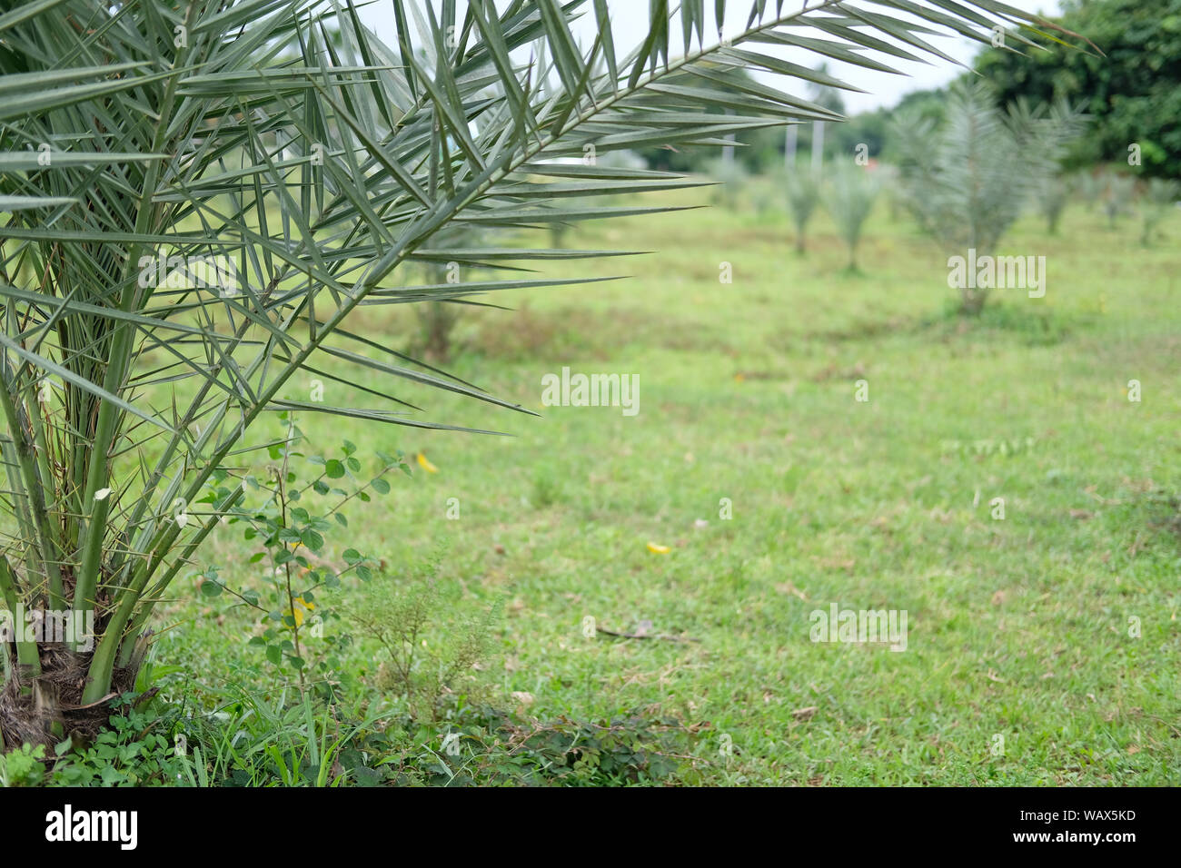 Fruit tree plantation hi-res stock photography and images - Alamy