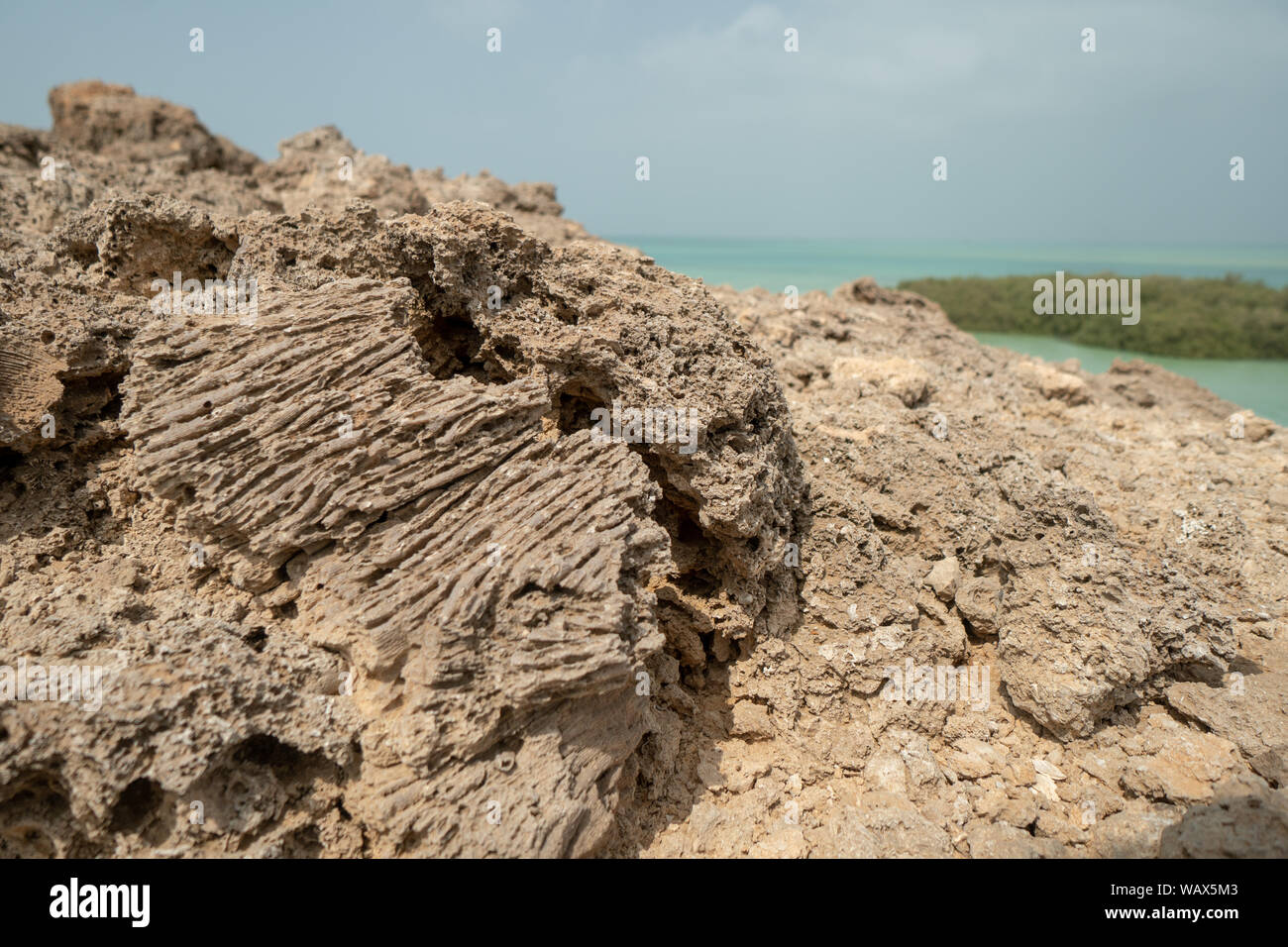 Mangrove forest on Farasan Island in the Jizan Province of Saudi Arabia ...