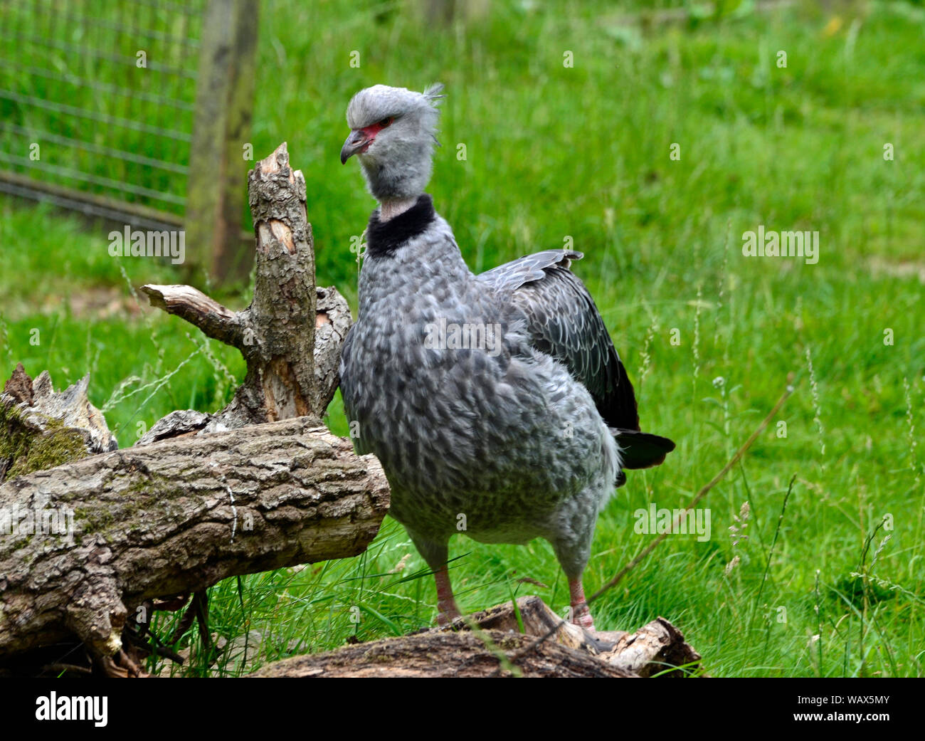 A crested screamer bird at Cotswold Wildlife Park, Burford, Oxfordshire ...