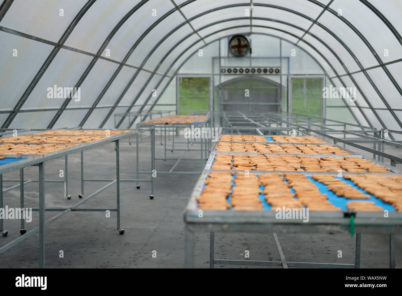 banana drying in sun solar dryer green house by sunlight Stock Photo ...