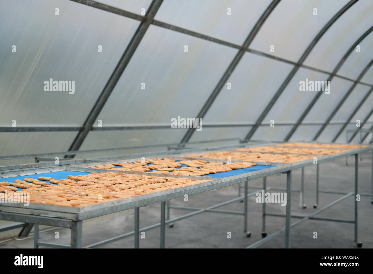 banana drying in sun solar dryer green house by sunlight Stock Photo ...