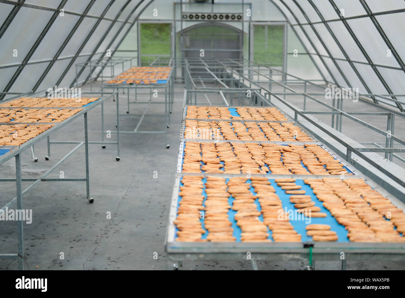 banana drying in sun solar dryer green house by sunlight Stock Photo ...