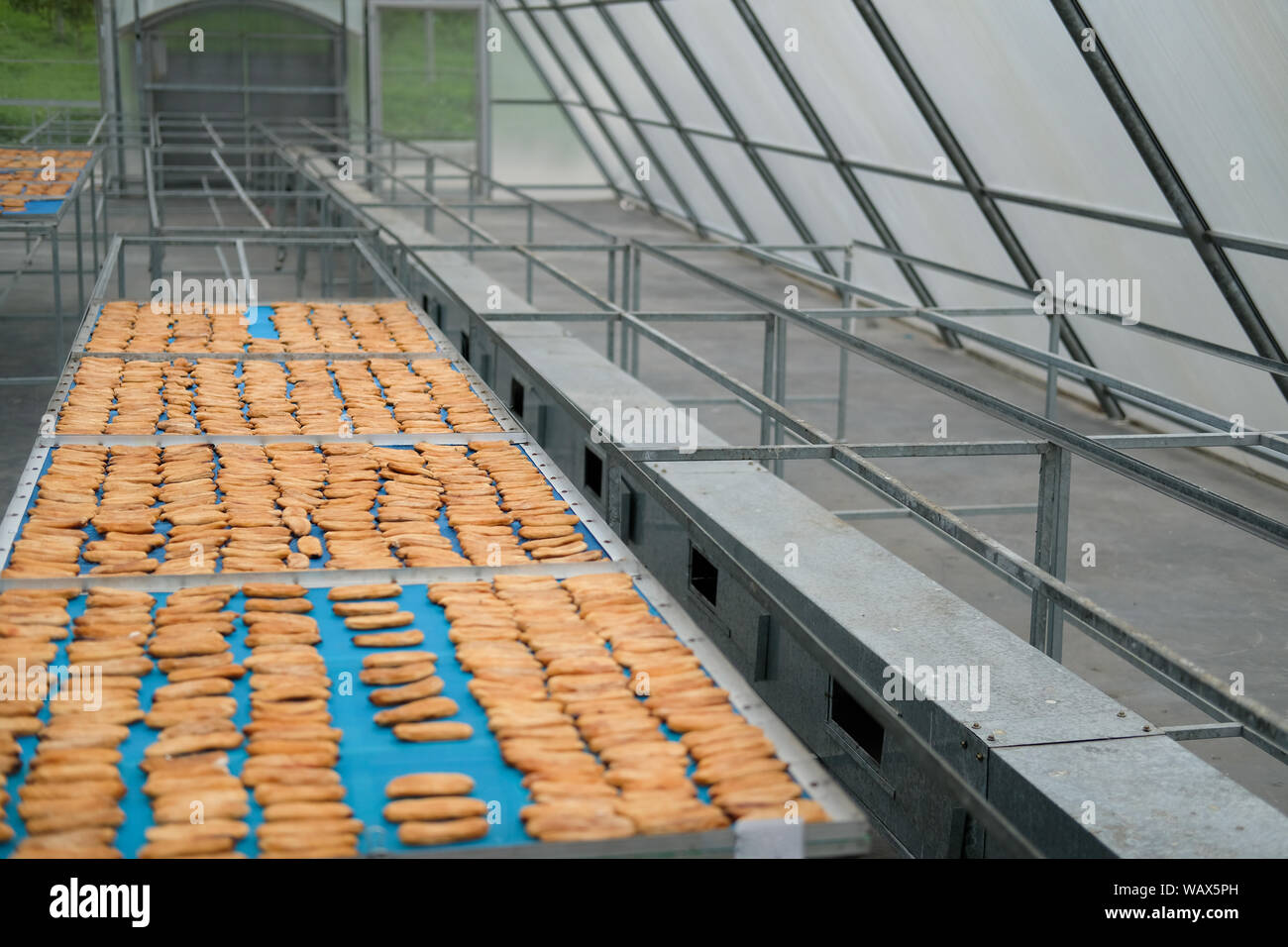 banana drying in sun solar dryer green house by sunlight Stock Photo ...