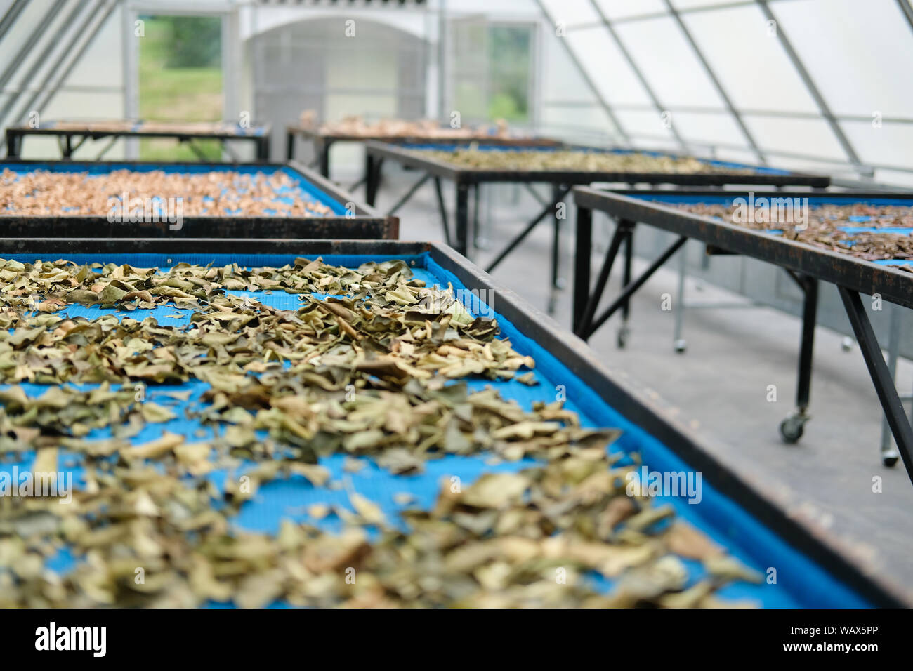 herb spice drying in sun solar dryer green house by sunlight Stock ...