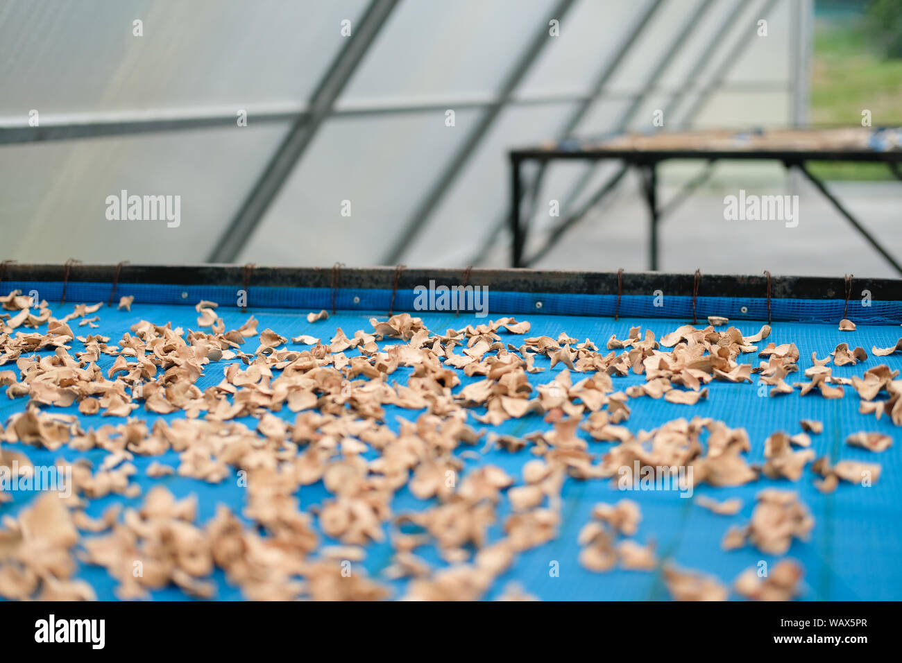 herb spice drying in sun solar dryer green house by sunlight Stock ...