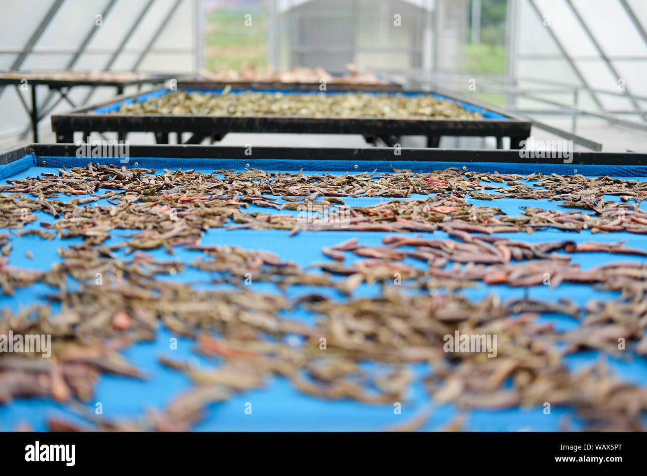 herb spice drying in sun solar dryer green house by sunlight Stock ...