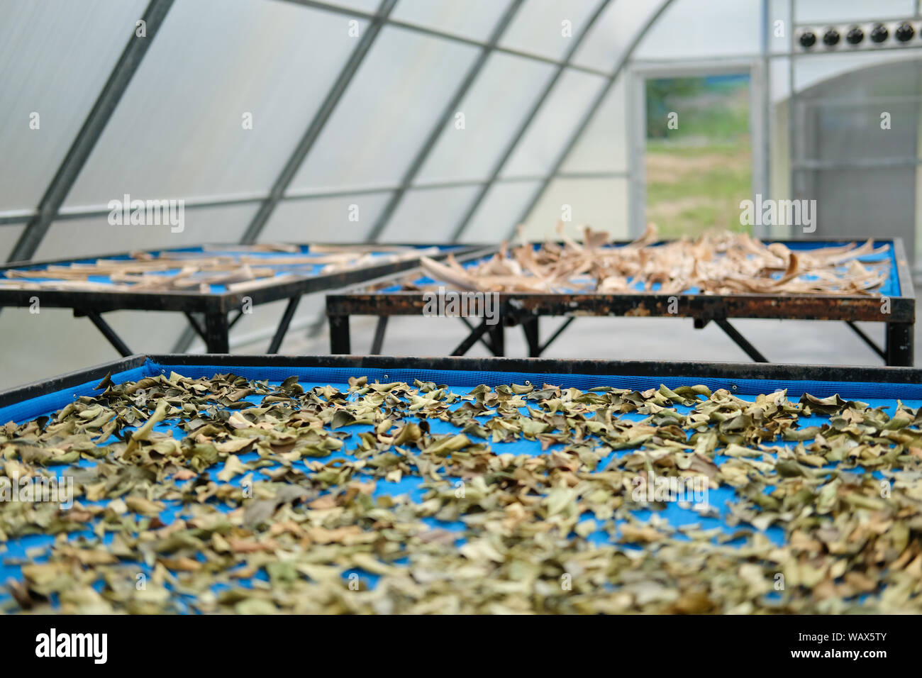 herb spice drying in sun solar dryer green house by sunlight Stock ...