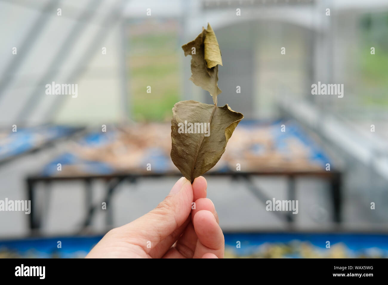 herb spice drying in sun solar dryer green house by sunlight Stock ...