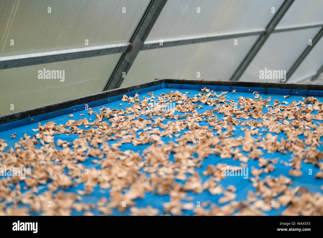 herb spice drying in sun solar dryer green house by sunlight Stock ...