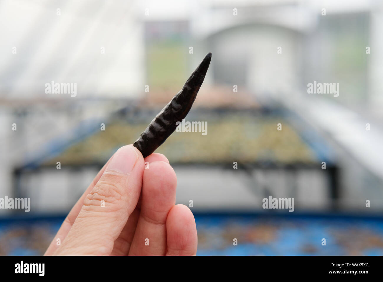 Solar dryer house hi-res stock photography and images - Alamy