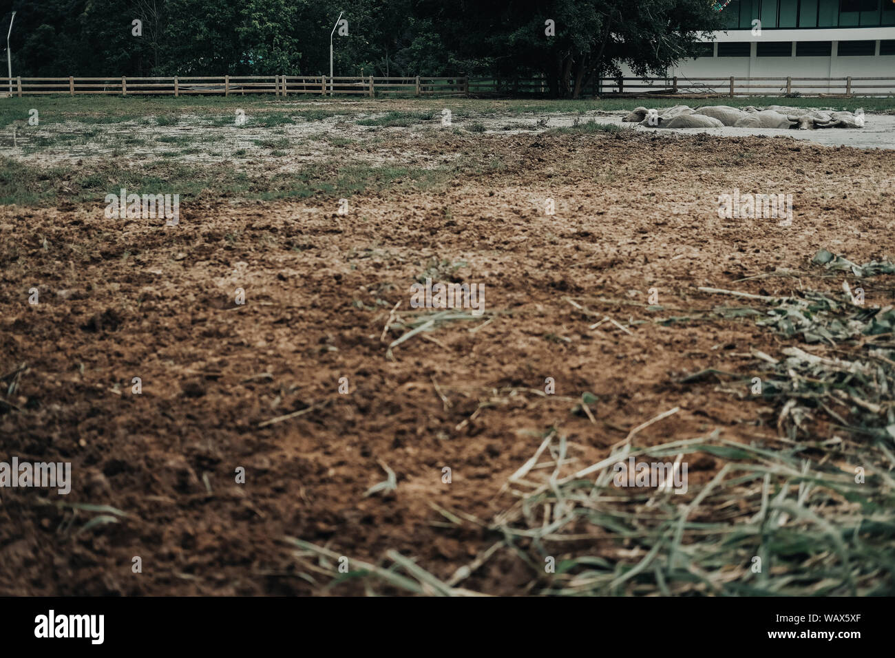 water buffalo soaking in mud in farm Stock Photo - Alamy