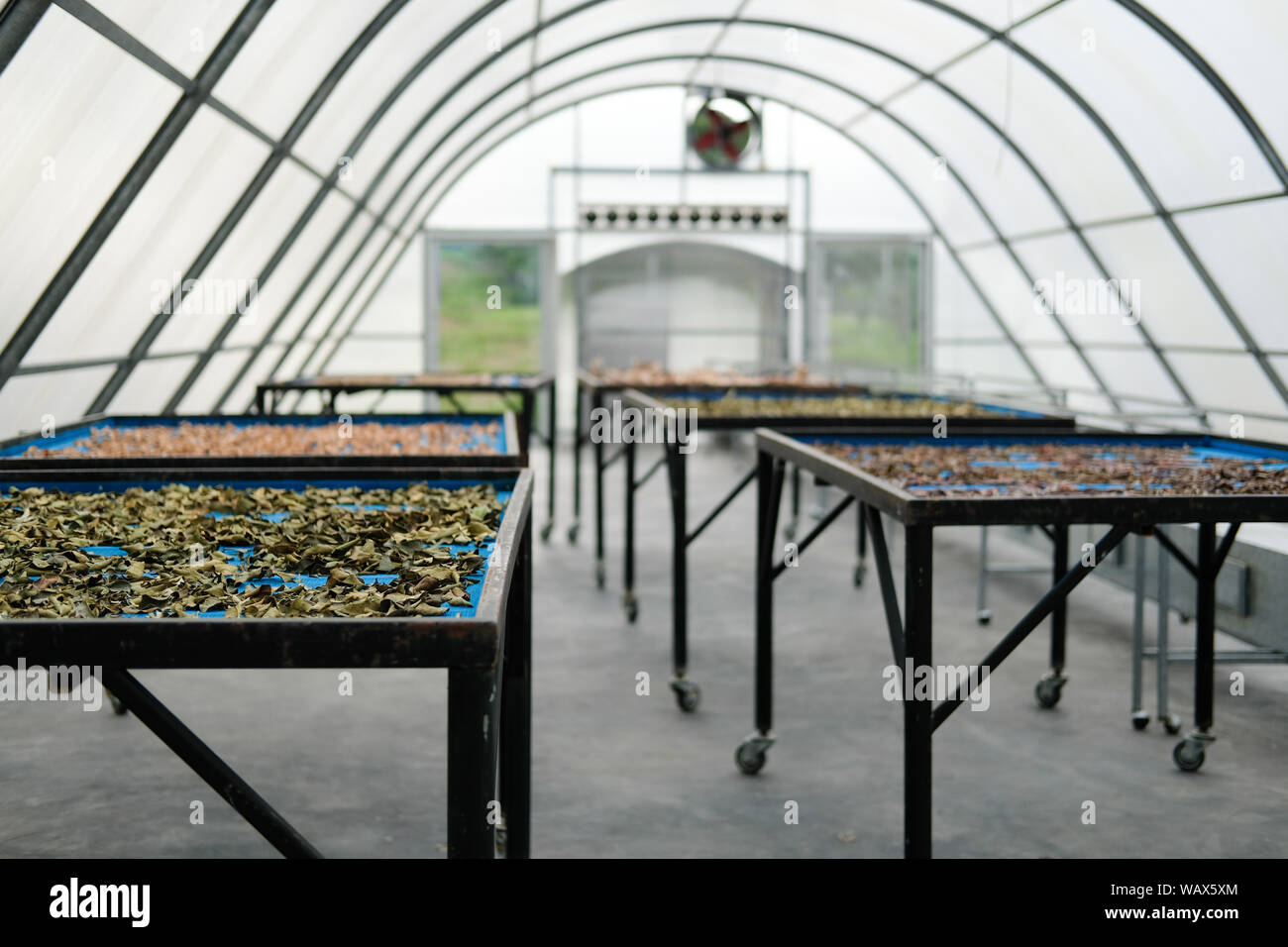 herb spice drying in sun solar dryer green house by sunlight Stock ...