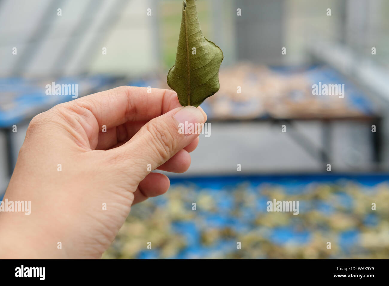 herb spice drying in sun solar dryer green house by sunlight Stock ...