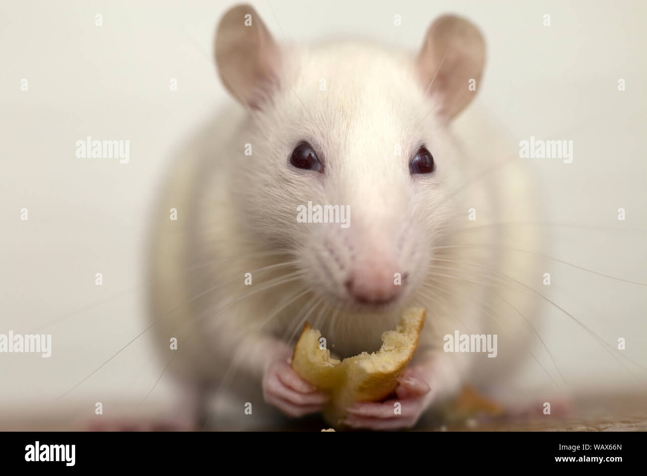Lab rat eating hi-res stock photography and images - Alamy