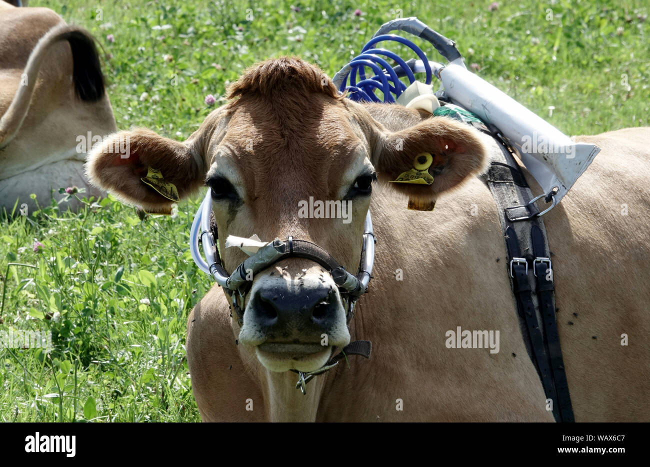 Noer, Germany. 22nd Aug, 2019. With a measuring instrument on his back ...