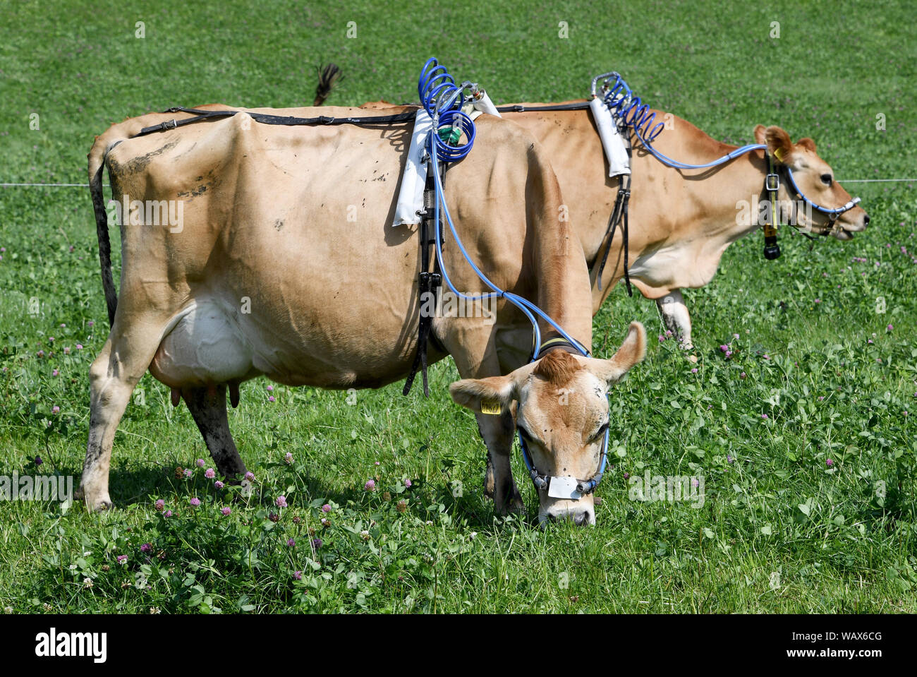 Noer, Germany. 22nd Aug, 2019. Two cows stand on a pasture of the ...
