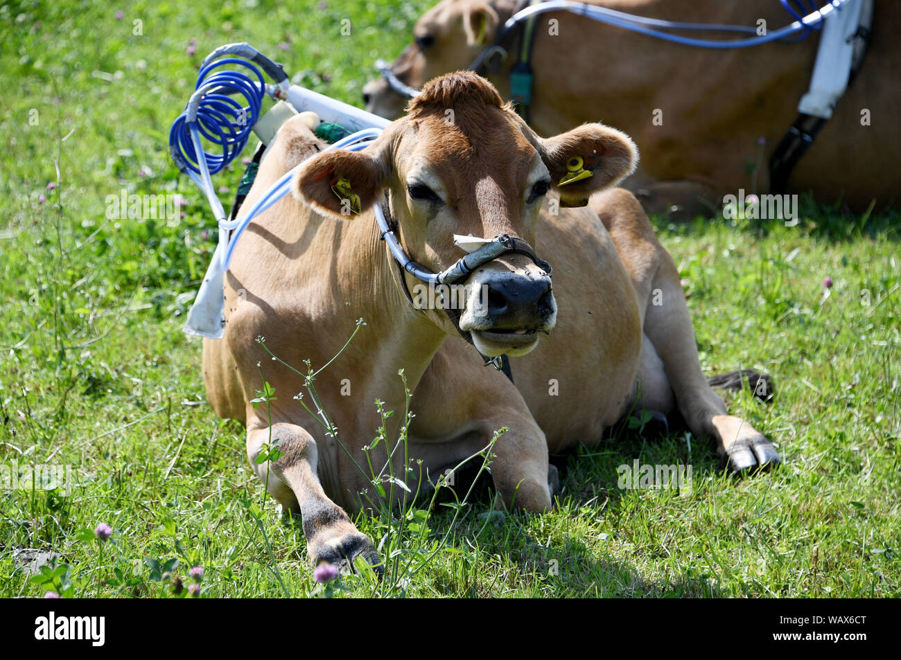 Noer, Germany. 22nd Aug, 2019. With measuring instruments on their ...