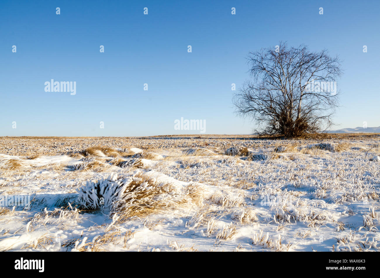 One tree and grass on an winter snow field with hill Stock Photo - Alamy