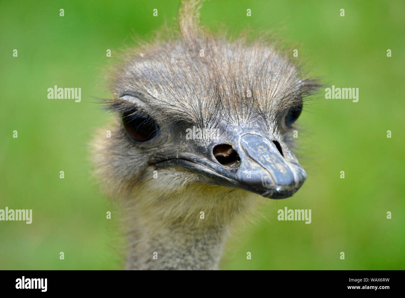 Female ostrich at Cotswold Wildlife Park, Burford, Oxfordshire, UK ...