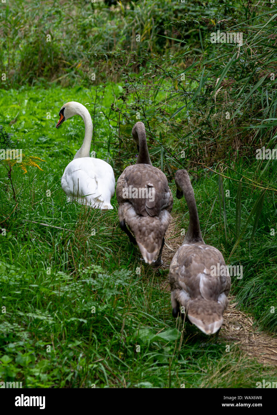 Three swans in a row or some food is passing by… Stock Photo - Alamy