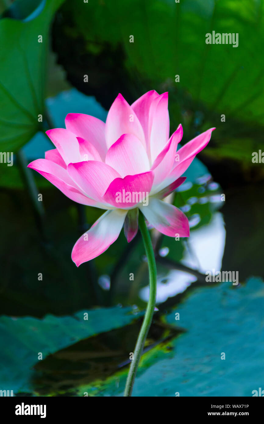 Picture lotus hi-res stock photography and images - Alamy